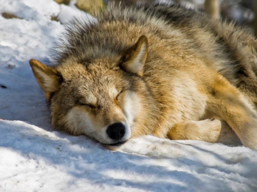 Winks | Wolves of the beyond Wiki | Fandom