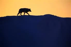 By-Lang | Wolves of the beyond Wiki | Fandom