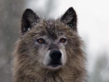 Category:Characters | Wolves of the beyond Wiki | Fandom