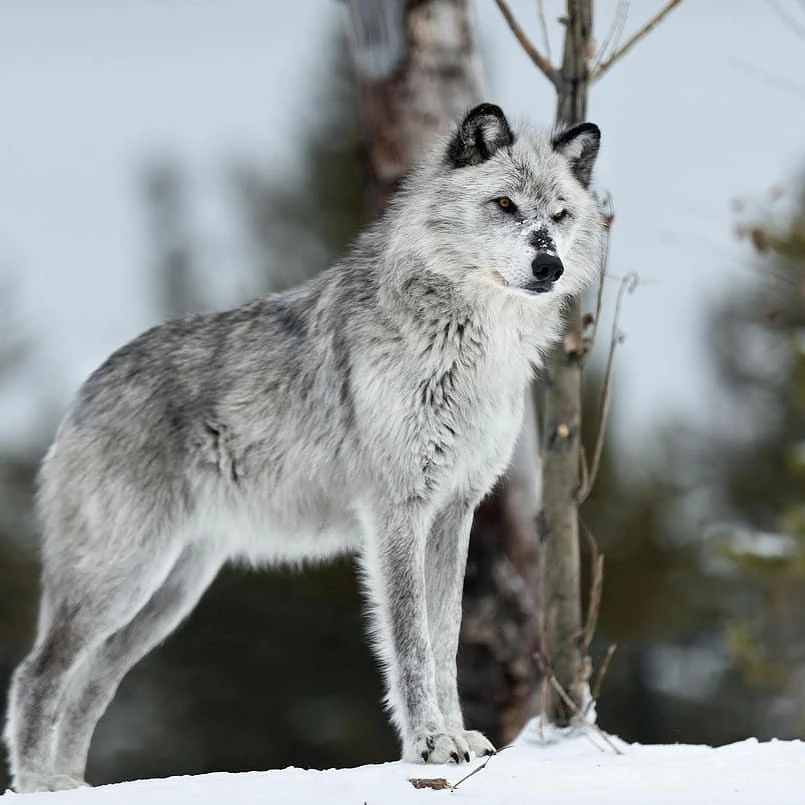Real Silver Wolf With Blue Eyes