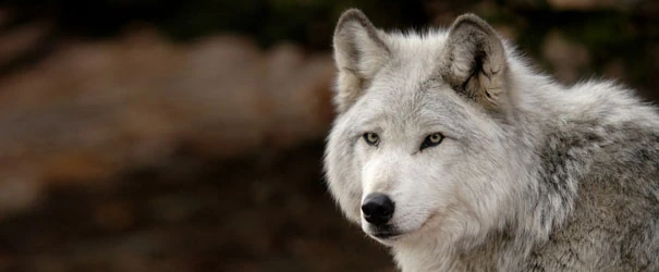 Pegeen | Wolves of the beyond Wiki | Fandom