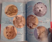 Shadow Wolf | Wolves of the beyond Wiki | Fandom