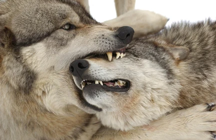 Gnaw Bite | Wolves of the beyond Wiki | Fandom