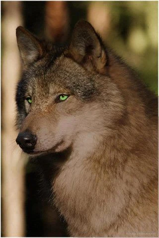 Dearlea | Wolves of the beyond Wiki | Fandom