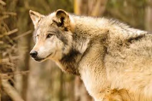 Cream Colored Wolf