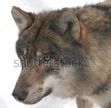 Fay | Wolves of the Beyond RP Wiki | Fandom