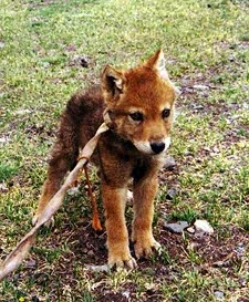 Keavy | Wolves of the Beyond RP Wiki | Fandom