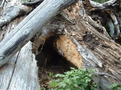 Rising Chaos Alpha's Den | Wolves of the Tribes Wiki | Fandom