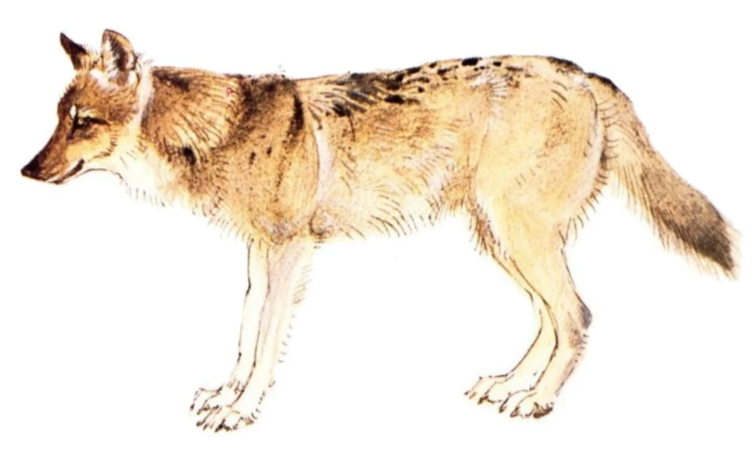 Southern Rocky Mountain wolves | Wolves wolves wolves Wiki | Fandom