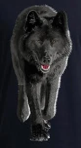 Alexander Archipelago wolves | Wolves wolves wolves Wiki | Fandom