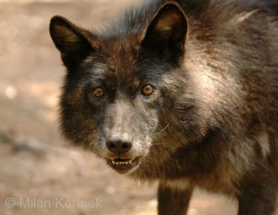 Interior Alaskan Wolf | Wolves wolves wolves Wiki | Fandom