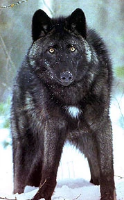 British Columbia wolves | Wolves wolves wolves Wiki | Fandom