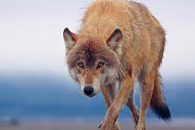 Kenai Peninsula wolves | Wolves wolves wolves Wiki | Fandom