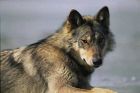 Vancouver Island wolves | Wolves wolves wolves Wiki | Fandom