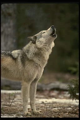 Eastern Timber Wolf Range