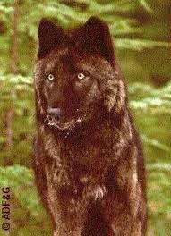 Alexander Archipelago wolves | Wolves wolves wolves Wiki | Fandom