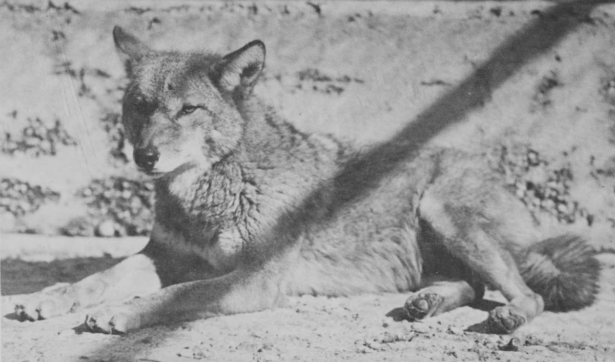 Texas red wolves | Wolves wolves wolves Wiki | Fandom