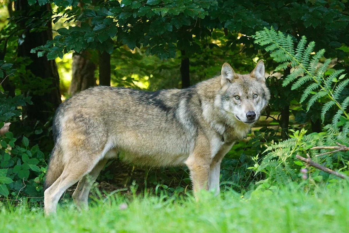 Eurasian wolves | Wolves wolves wolves Wiki | Fandom