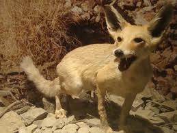 Arabian wolves | Wolves wolves wolves Wiki | Fandom