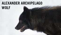 Alexander Archipelago wolves | Wolves wolves wolves Wiki | Fandom