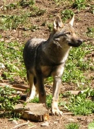 Italian wolves | Wolves wolves wolves Wiki | Fandom