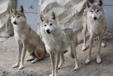 alexander archipelago wolf colors