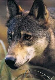 Arabian wolves | Wolves wolves wolves Wiki | Fandom