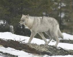 Labrador wolves | Wolves wolves wolves Wiki | Fandom