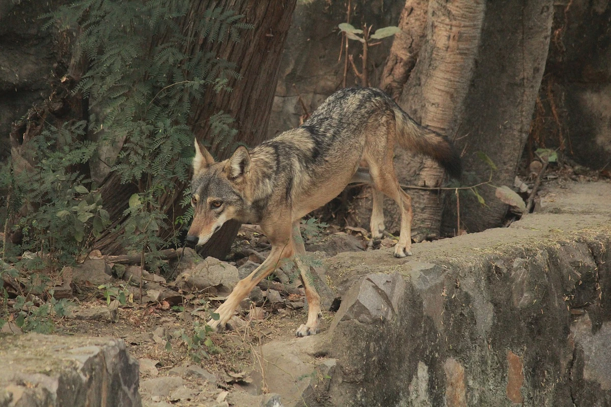 Indian wolves | Wolves wolves wolves Wiki | Fandom