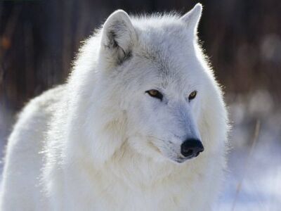 Baffin Island wolves | Wolves wolves wolves Wiki | Fandom