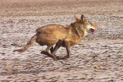 Iranian wolves | Wolves wolves wolves Wiki | Fandom