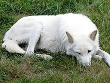 Vancouver Island wolves | Wolves wolves wolves Wiki | Fandom