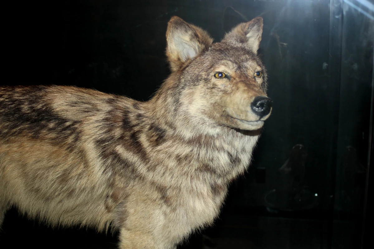 Newfoundland wolves | Wolves wolves wolves Wiki | Fandom