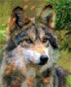 Texas gray wolves | Wolves wolves wolves Wiki | Fandom