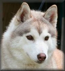 Florida Red wolves | Wolves wolves wolves Wiki | Fandom