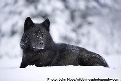 Alexander Archipelago wolves | Wolves wolves wolves Wiki | Fandom