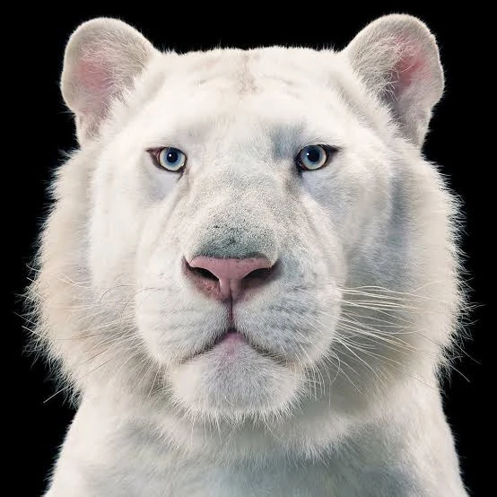 Long San | Womanizing Mage Wiki | Fandom