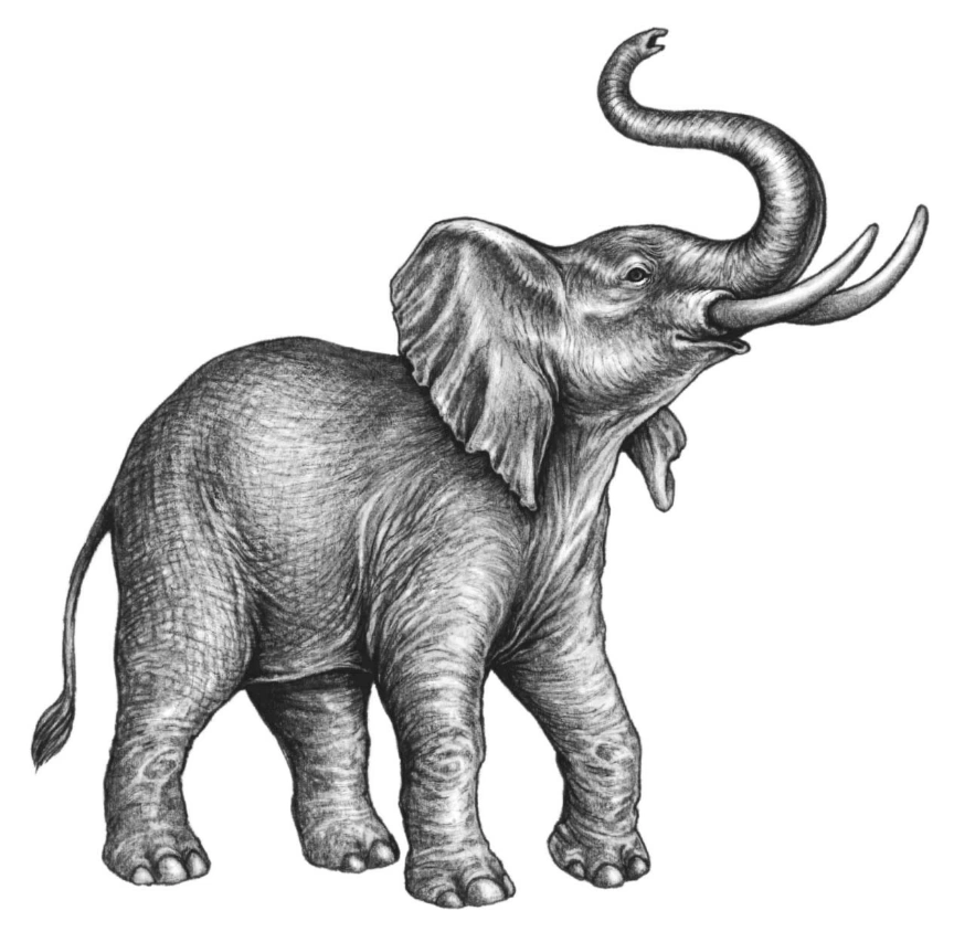 Kiano Magoro | Woodwalkers Wiki | Fandom