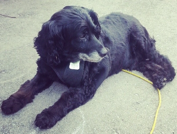 VVoody | Woodypedia Wikia | Fandom