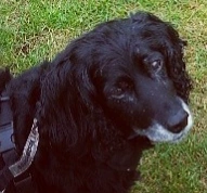 Woodi | Woodypedia Wikia | Fandom