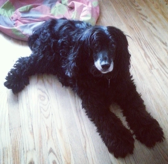 Wooby | Woodypedia Wikia | Fandom