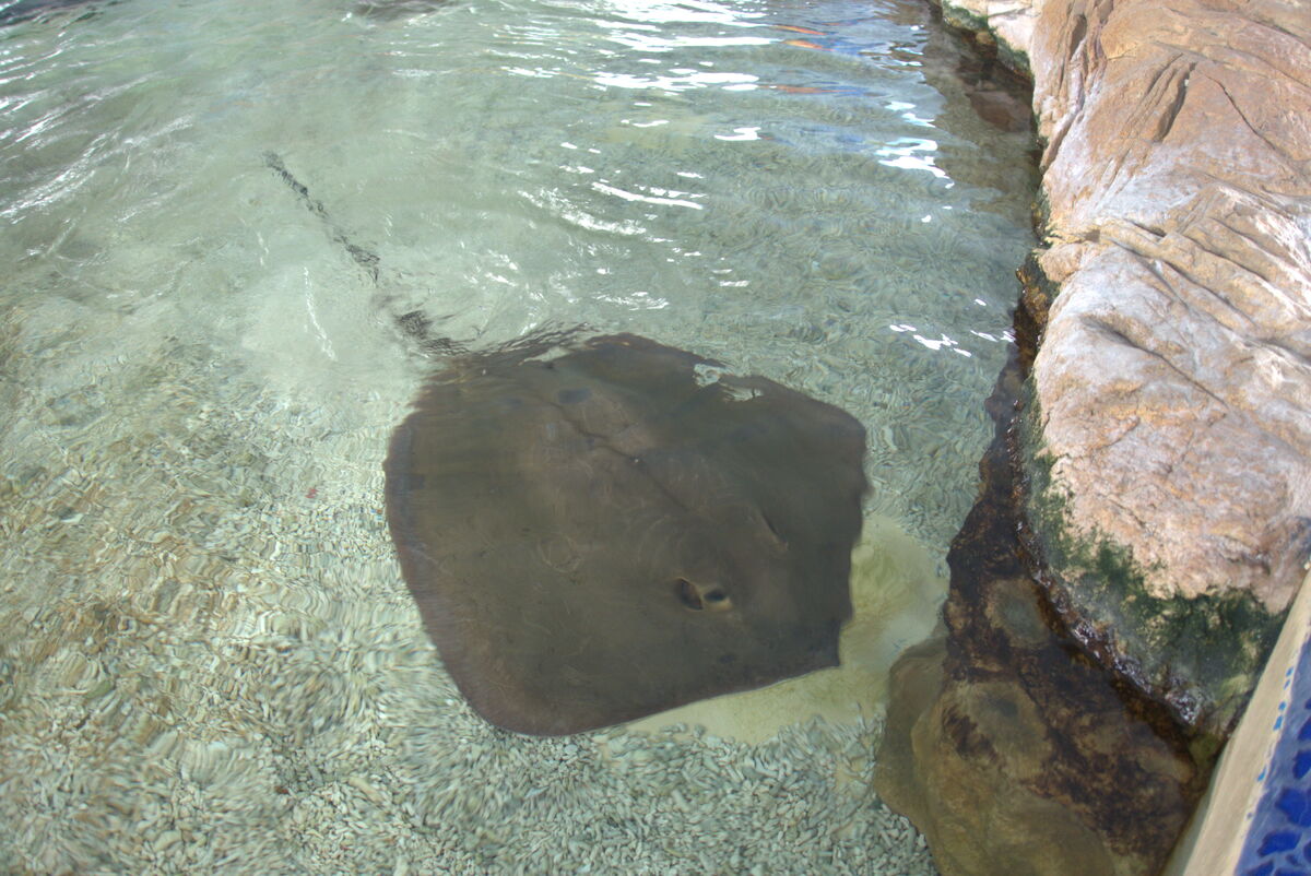 Stingray Wikiwords Fandom