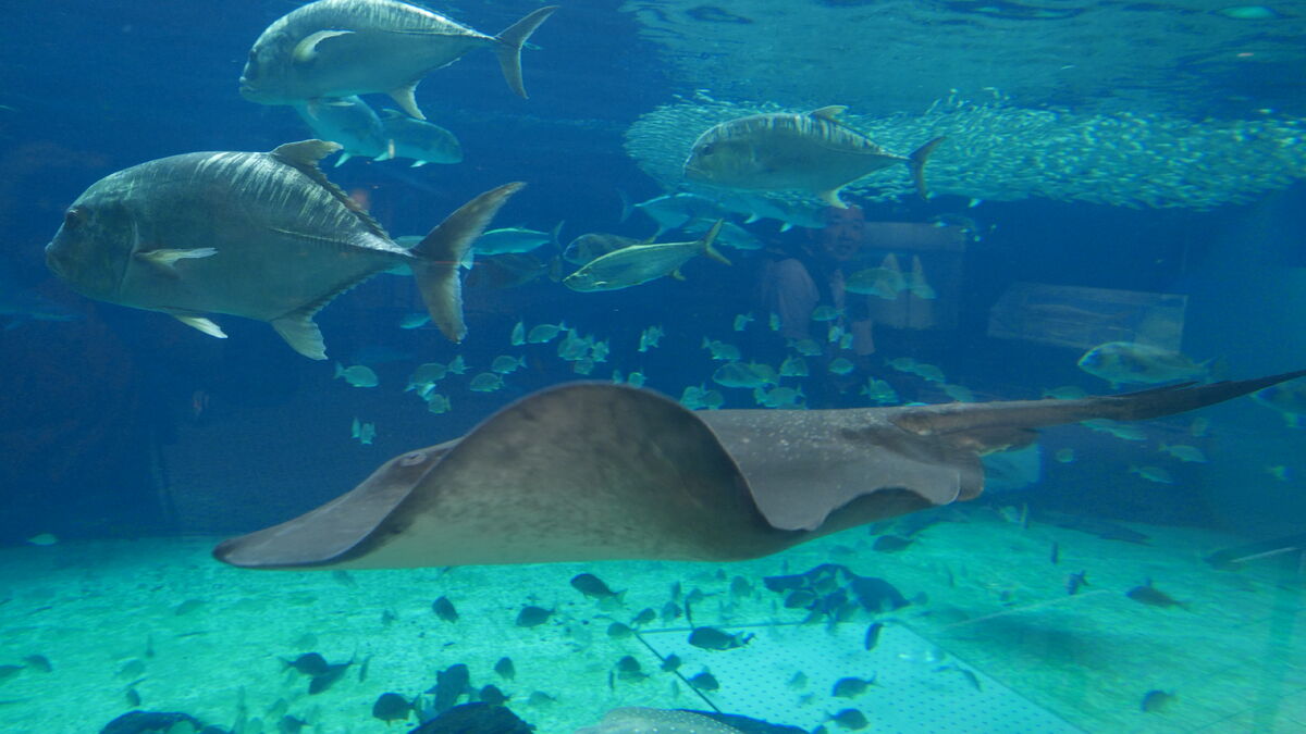 Pitted Stingray Wikiwords Fandom