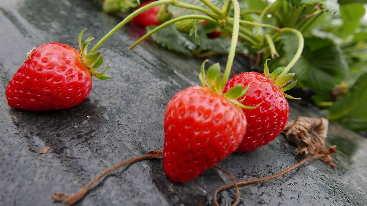 Strawberry Wikiwords Fandom