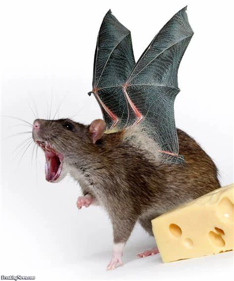 Flying rat | World of Knowledge Wiki | Fandom