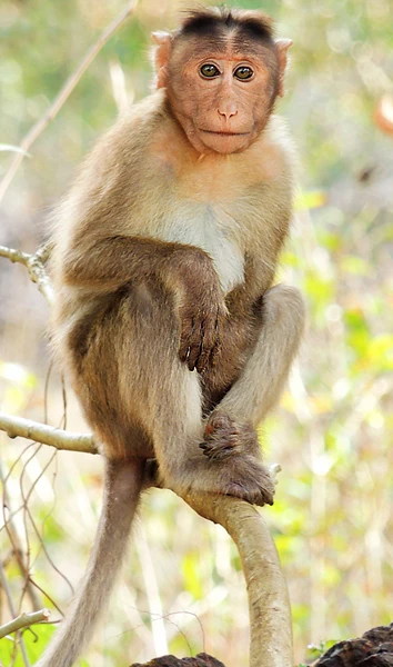 Monkey | World of the Creatures Wiki | Fandom