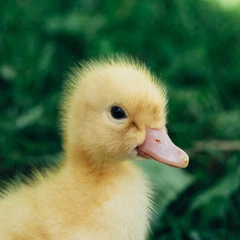 Duck | World of the Creatures Wiki | Fandom