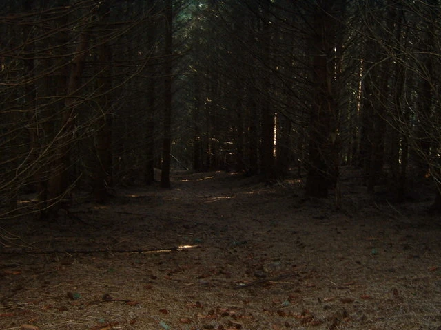 Forest of Thorns | World of Thrae Wikia | Fandom