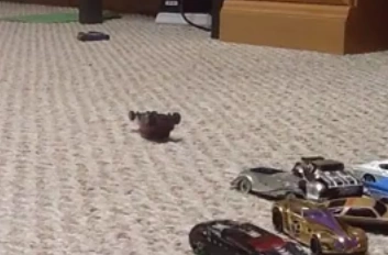 World Race Series 2015 | World Race Series Wiki | Fandom