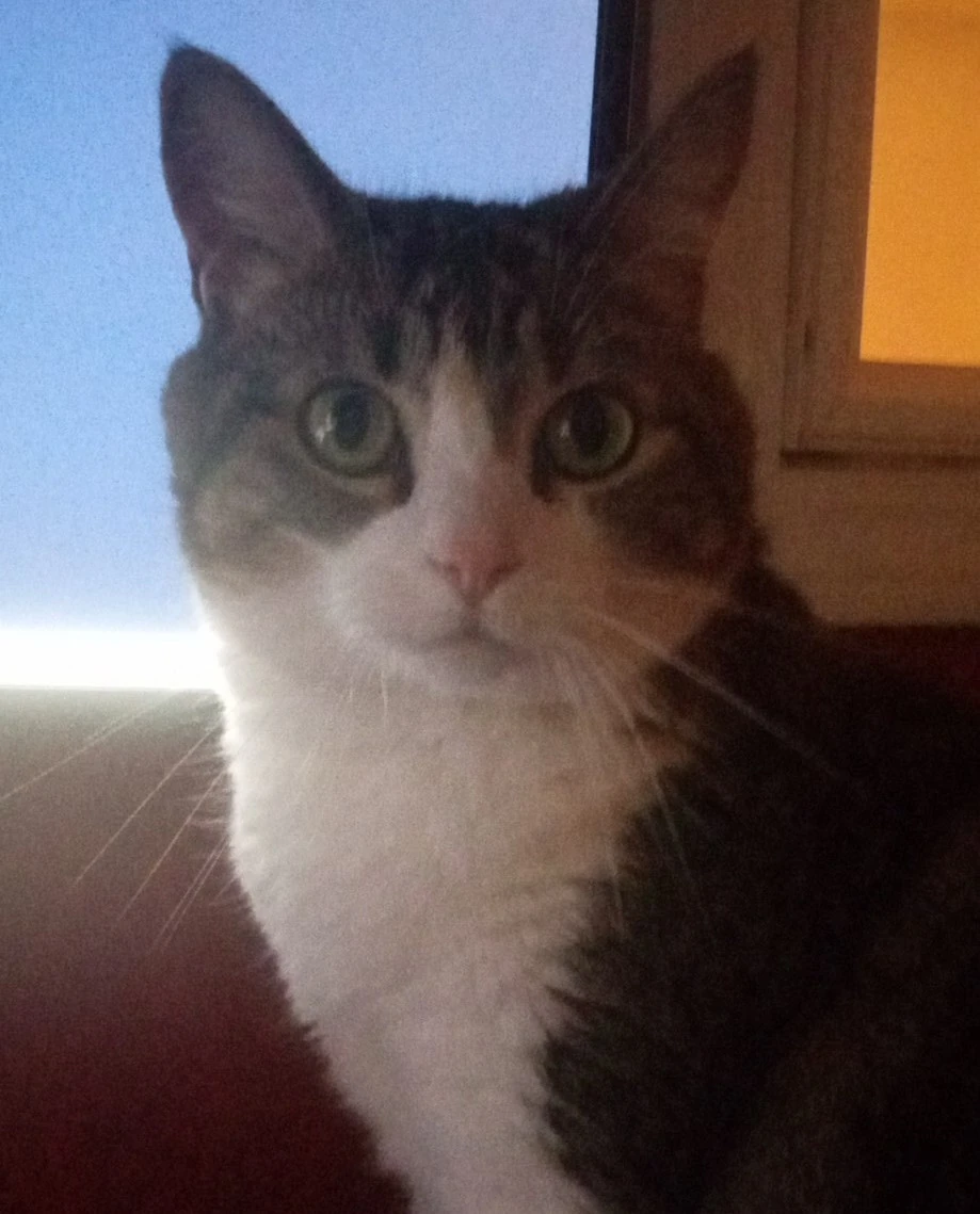 Community Pets | World Wide Weather Wiki | Fandom